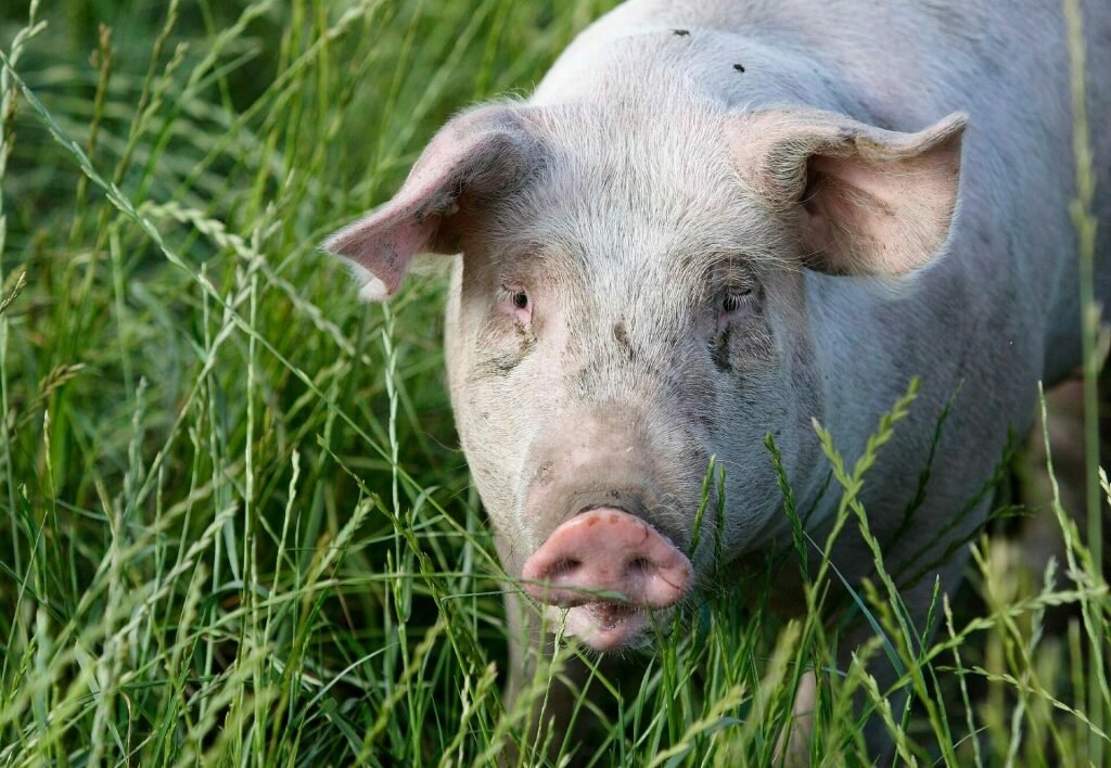 Do Pigs Eat Humans Why And When You Should Worry